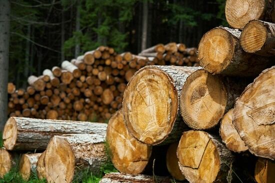 Types of Wood Defects and How to Prevent Them | Bessemeter
